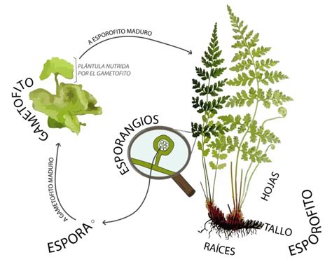 Las Psilofitas Representan Un Grupo Fascinante Dentro Del Reino Vegetal