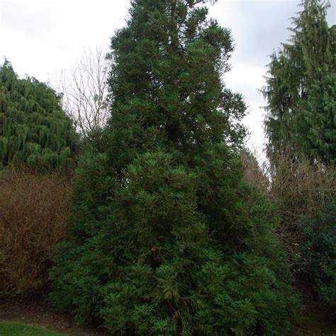 Cryptomeria Japonica Radicans ~ Blue Green Japanese Cedar Kings