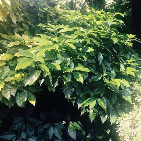 Aucuba Japonica Variegata Female