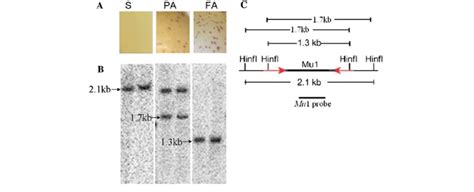 Southern Blots Of Mu1 From Three Different Mutator Lines A Three