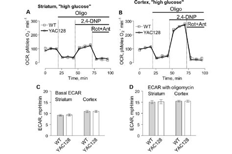 Ocr And Ecar Of Cultured Neurons From Yac128 And Wt Mice High Glucose