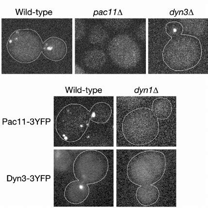 Localization Dependence Of Dyn1 3gfp Pac11 3yfp And Dyn3 3yfp A 2d