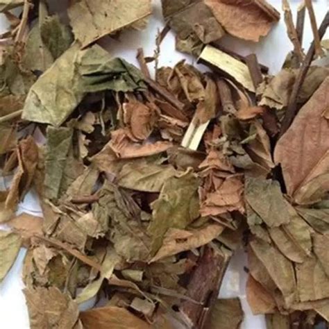 猫须草一斤 猫须草功效与作用