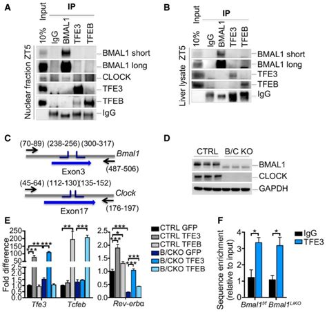 Nutrient‐sensitive Transcription Factors Tfeb And Tfe3 Couple Autophagy