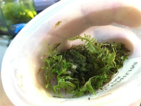 Freshwater Aquarium Plants Pellia Liverwort Monosolenium Tenerum