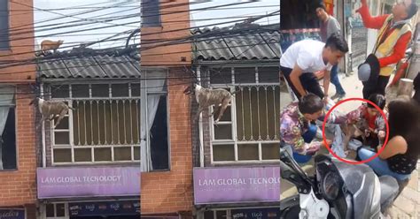 Video Perro Quedó Enredado Entre Cables De Luz Al Saltar Tras Un Gato Infobae