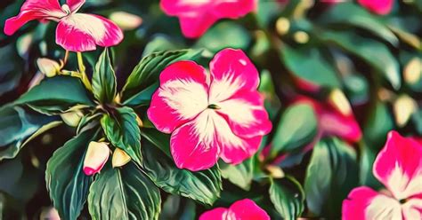 Impatiens Flower Meaning And Symbolism