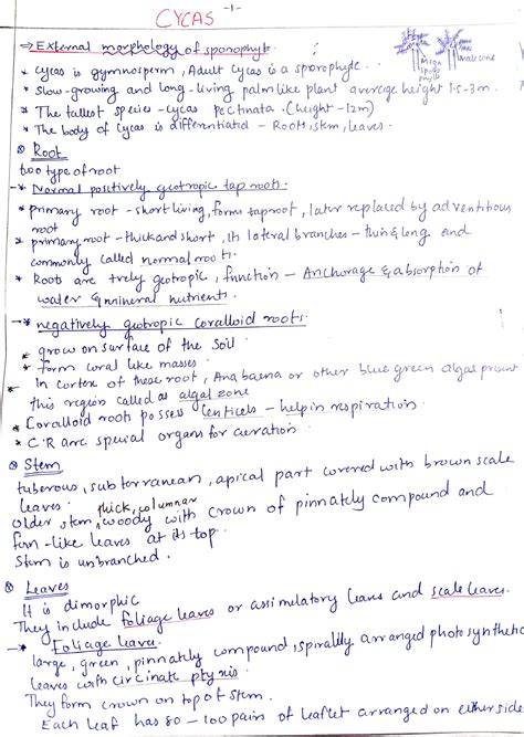 External Morphology Of Cycas Cycas Extenadmahelenotsporoph Lmal Tond