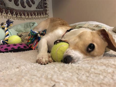 Just Discovered This Sub Meet My Jack Weenie Jellybean Scrolller