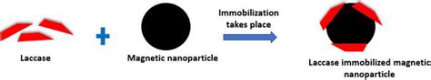 Immobilization Of Laccase With Magnetic Nanoparticle Download