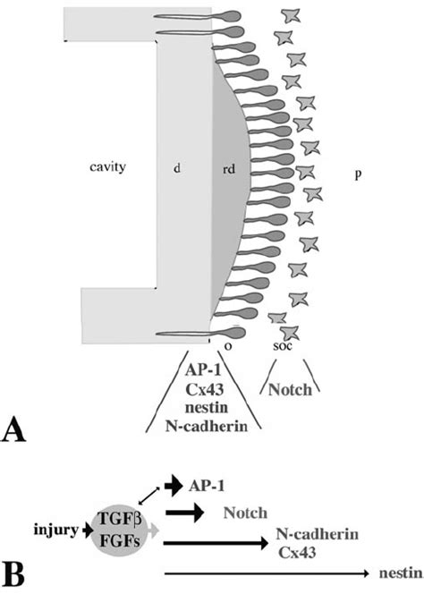 Schematic Representation Of The Molecular Events Occurring During