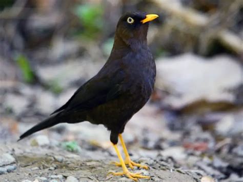 30 Brown Birds With Yellow Beaks Pictures And Identification