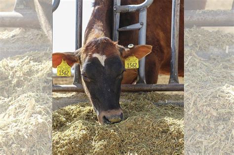 Audrey Schmitz On Linkedin Supplemental Choline During Transition Period Increases Milk Production