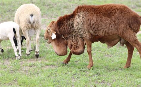Unraveling The Genetic Landscape Of East Africas Red Maasai Sheep