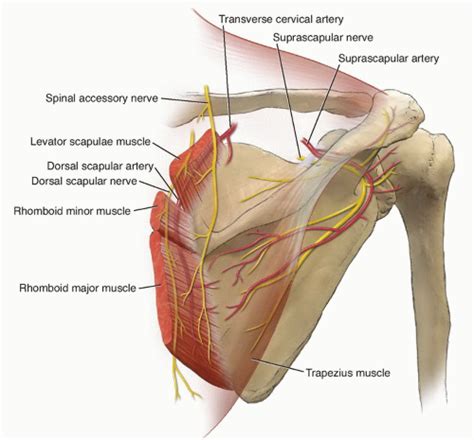 Scapulothoracic Arthroscopy Musculoskeletal Key