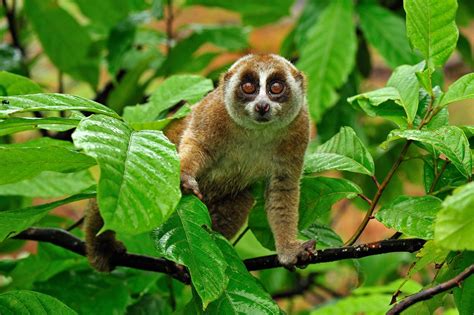 Slender Loris Eating