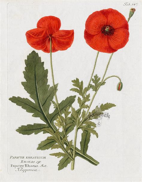 Poppy Papaver Rhoeas Botanical Drawing Klatschmohn Mohnblume