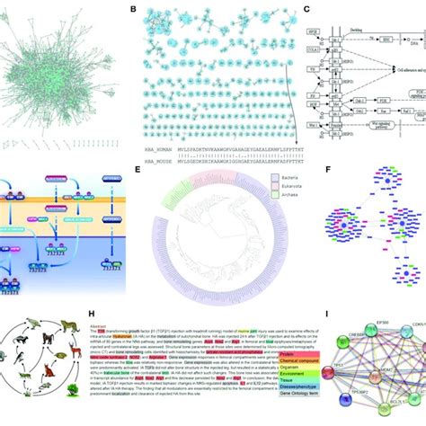 Examples Of Biological Networks A A Protein Protein Interaction Download Scientific