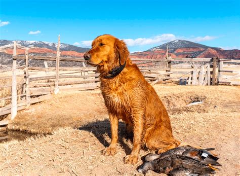 Field Golden Retriever Vs Show Golden Retriever Comparison