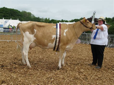 2016 Show Champions English Guernsey Cattle Society