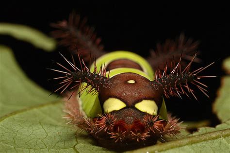 Cute Bugs