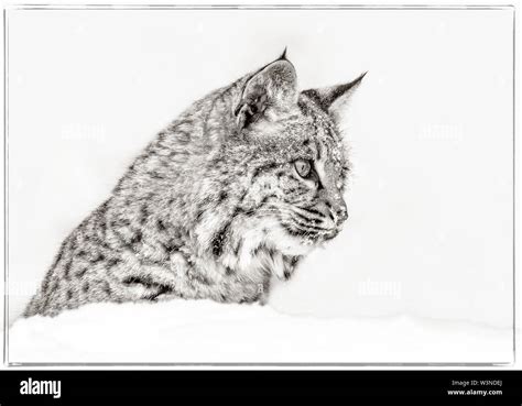 Lynx Cat Domestic