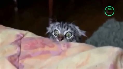 Hilarious Cat Massage Techniques Unveiled Funny Cat Video Compilation