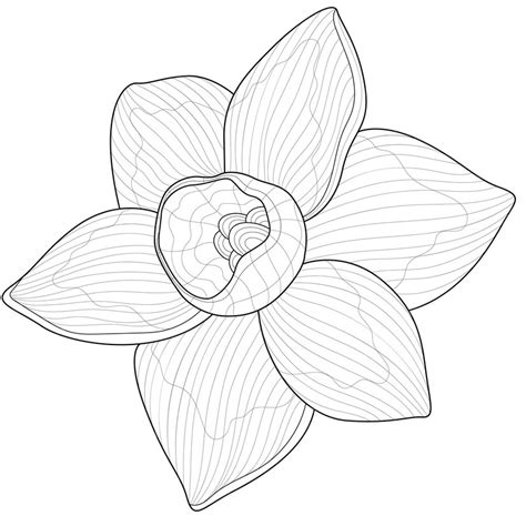 수선화 꽃 어린이와 성인을 위한 색칠 공부 책 안티 스트레스 흰색 배경에 고립 된 그림입니다 선 얽힌 스타일입니다 프리미엄 벡터
