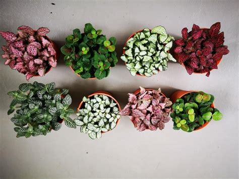 Se Produkter Som Liknar Fittonia Mini Planta På Tradera 638390543