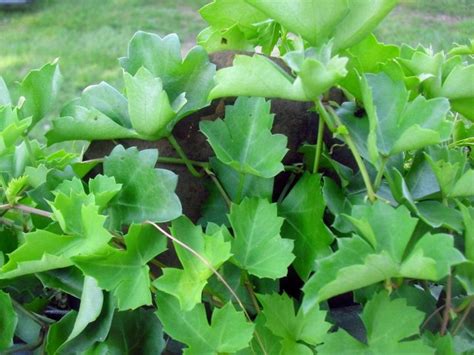 Identify Vegetable Vine