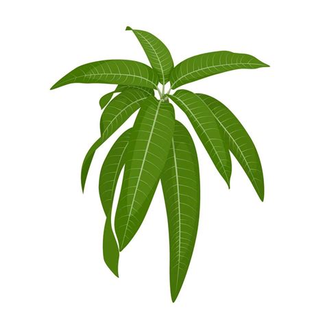 Mango Leaf Vector The Structure Of The Mango Plant Is Shown On A White