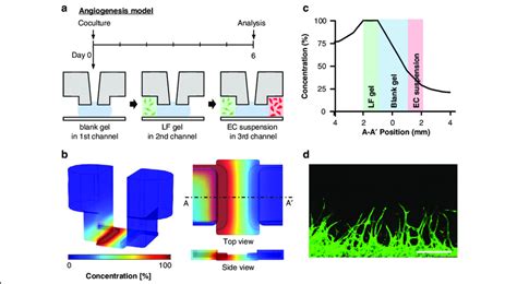 Modeling Of 3d Angiogenesis A Timeline Of The Angiogenesis Model We