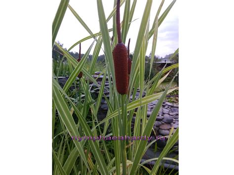 Рогоз широколистный Variegata” Typha Latifolia Variegata Нимфея Зимостойкая Купить нимфеи