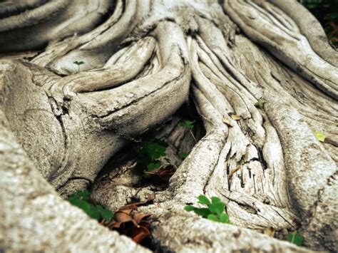 Tree Root Photography Hd Background Wallpaper 119043 Baltana