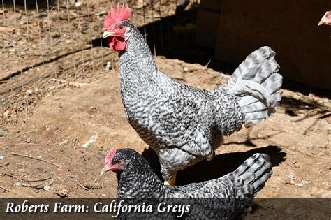 Grey Rooster
