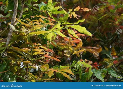 Schleichera Oleosa Also Called Gum Lac Tree Indian Lac Malay Lac Macassar Oil Tree Ceylon