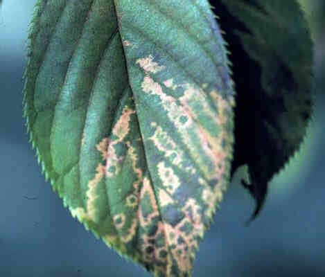 Cherry Prunus Necrotic Ringspot Hortsense Washington State University