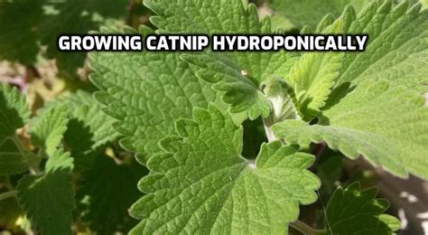 Growing Catnip Hydroponically A Full Guide Gardening Tips