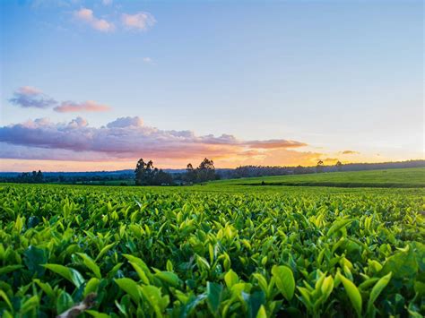 Legal Notice And Terms Of Use Jcg Agri Environmental