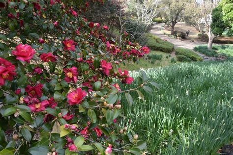 ミコトの混沌写真館 水仙春待ち祭り 蜻蛉池公園