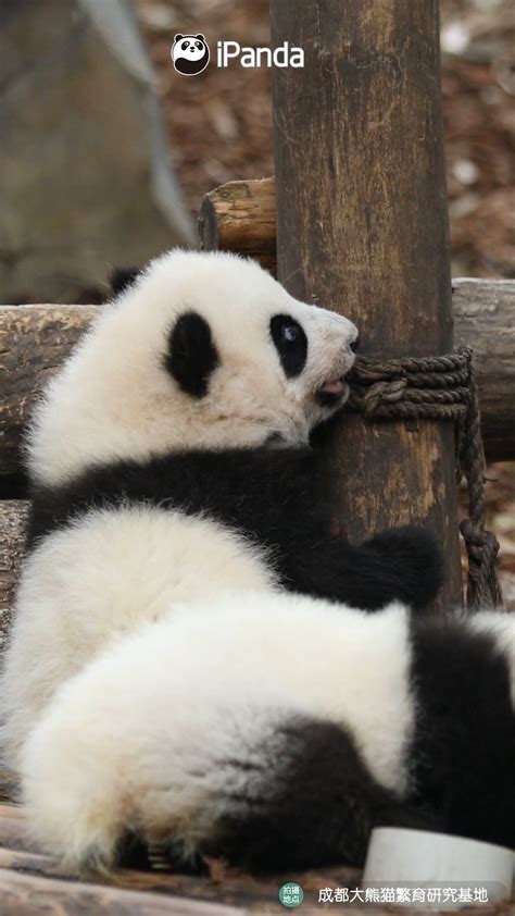 Pandas Bite Force Is This The Way That Pandas Train Their Bite Force He Hua And He Ye