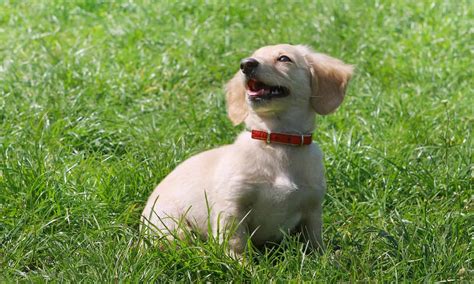 English Cream Dachshund Breed Guide Tips Training And More