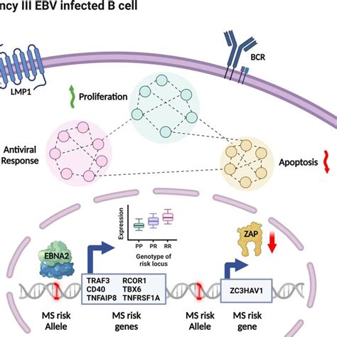 Interaction Between Ebv And Ms Risk Loci In The Latency Iii Infected B