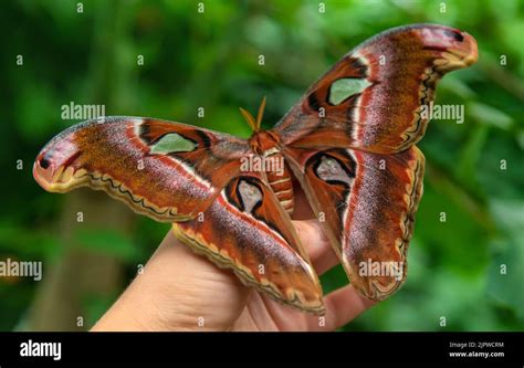 The Largest Butterfly In Nature Coscinocera Hercules Summer Stock
