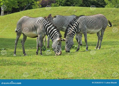 Cebra De Grevy Imagen De Archivo Imagen De Pastoreo 25363513