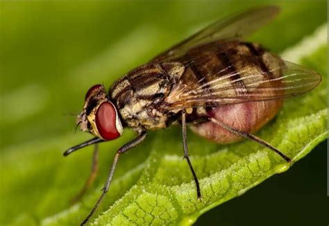 14 Types Of Gnats And How To Identify Them Mississippi Greens