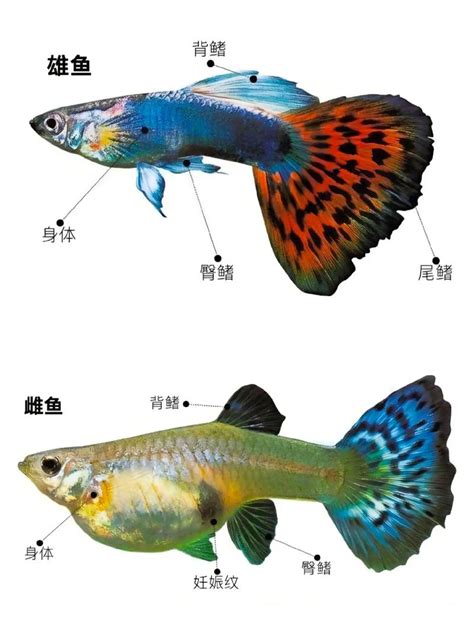 红绿灯鱼鱼百科 智能鱼缸之家