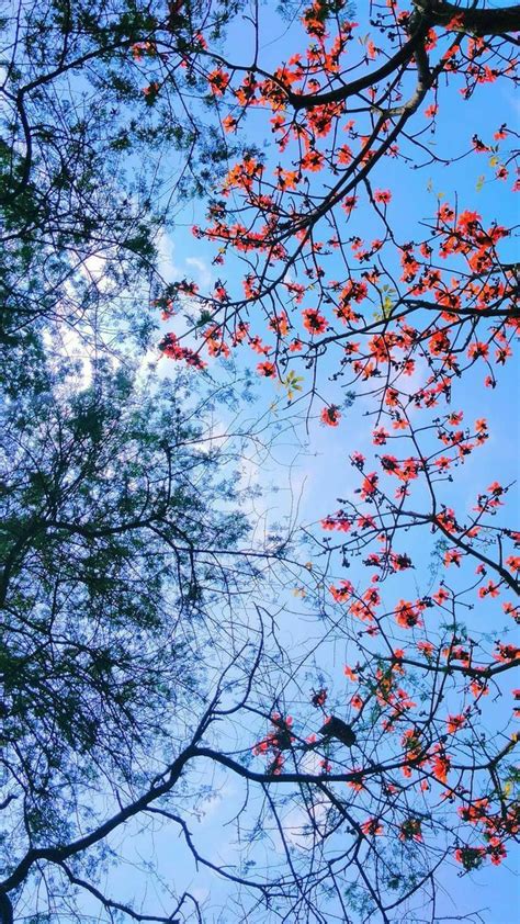 Pin By باقة ورد On 🌸باقة ورد 🌸 Nature Wallpaper Amazing Nature Photography Sky Aesthetic