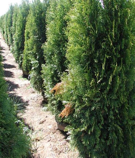Arborvitae Thuja Occidentalis Tip Blight Pacific Northwest Pest Management Handbooks