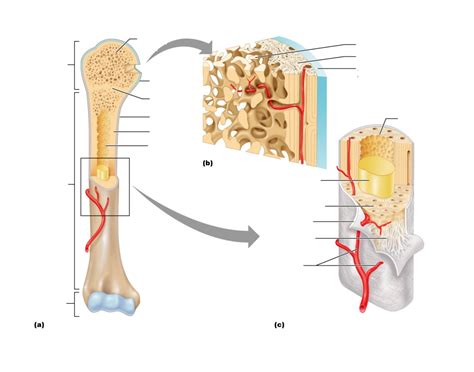 Membranes Of Bone Quiz